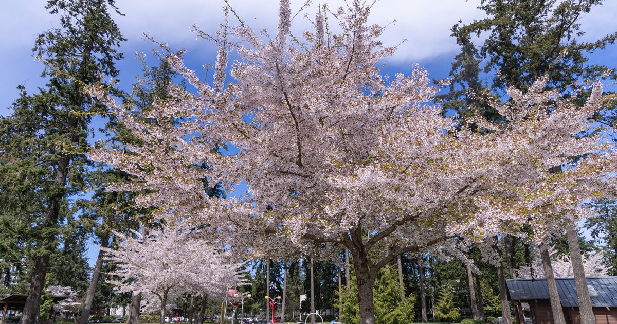 Explore Seattle Southside | Bloom Into Spring at Angle Lake Park
