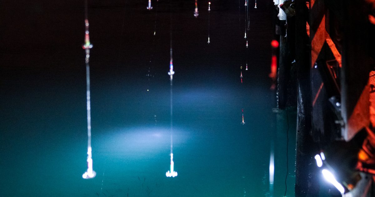 Puget Sound Squid Fishing | Explore Seattle Southside